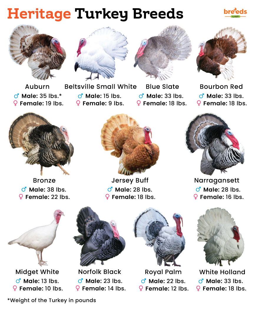 Different Varieties Of Turkeys
