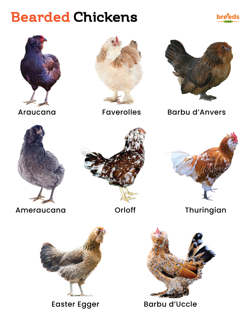 Chickens With Hair on Head: Crested & Bearded Breeds With Pictures