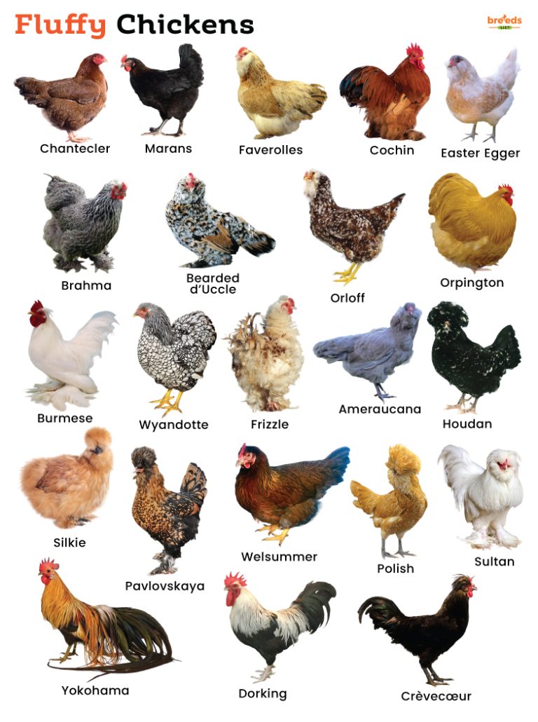 List of Fluffy Chickens With Pictures