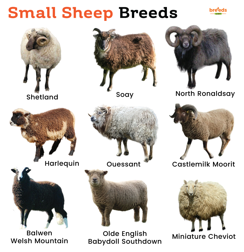 List Of Small Sheep Breeds With Pictures